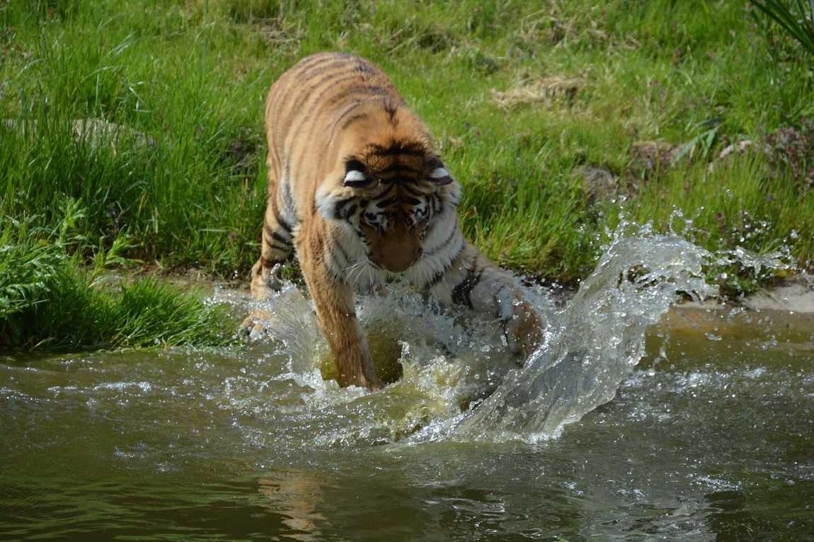 Tigerpark Dassow | Kidpassage Family Review